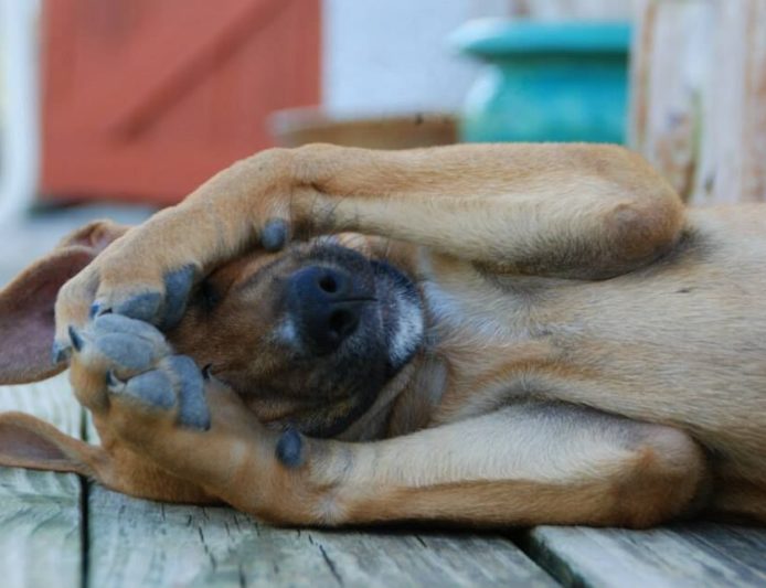 Caribbean Critters: Potcake Puppies of Turks and Caicos