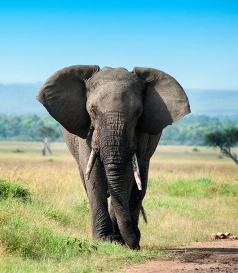 22 Animals That Are Good for the Earth