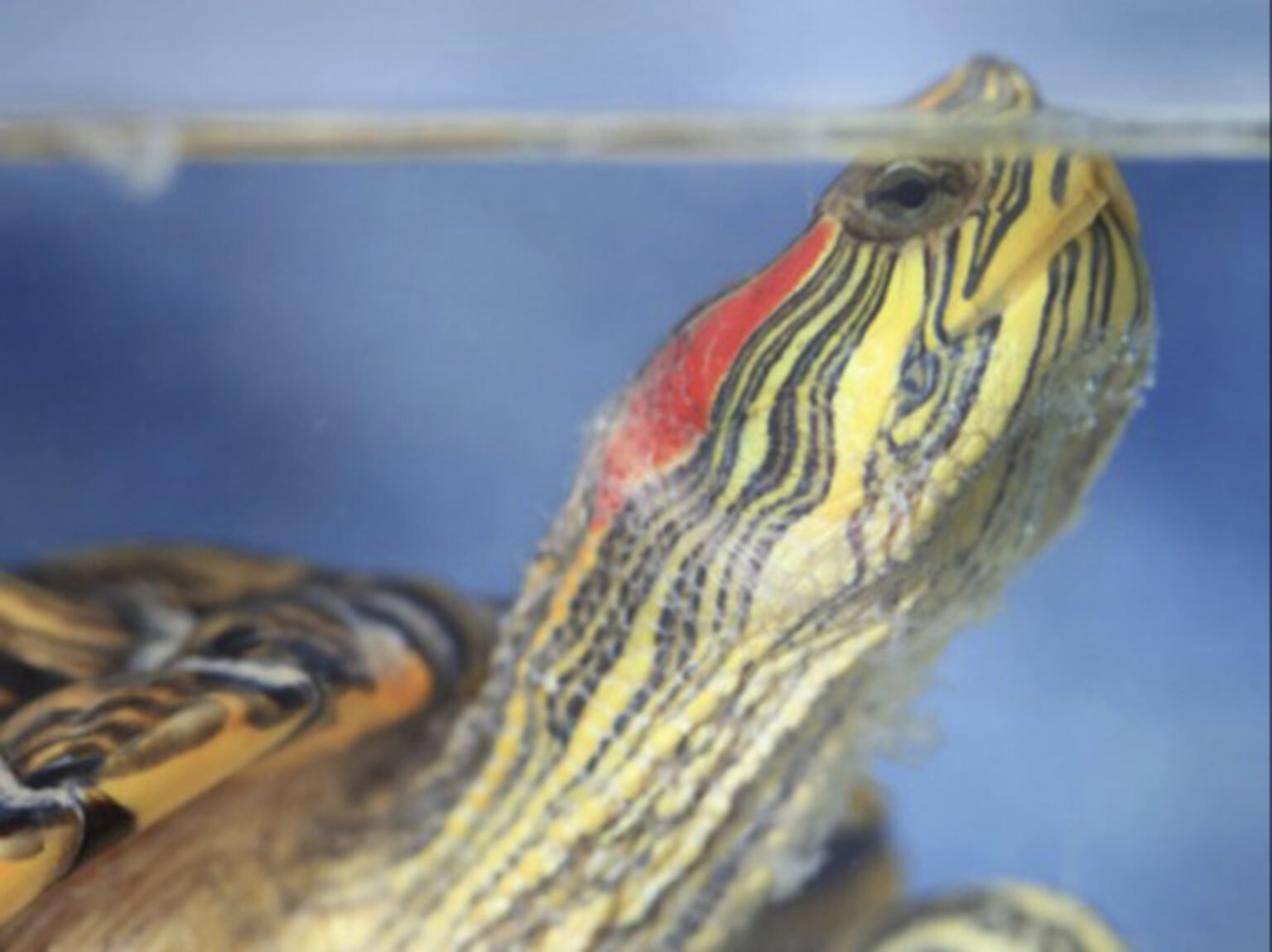 10 Non-Fish Aquarium Pets