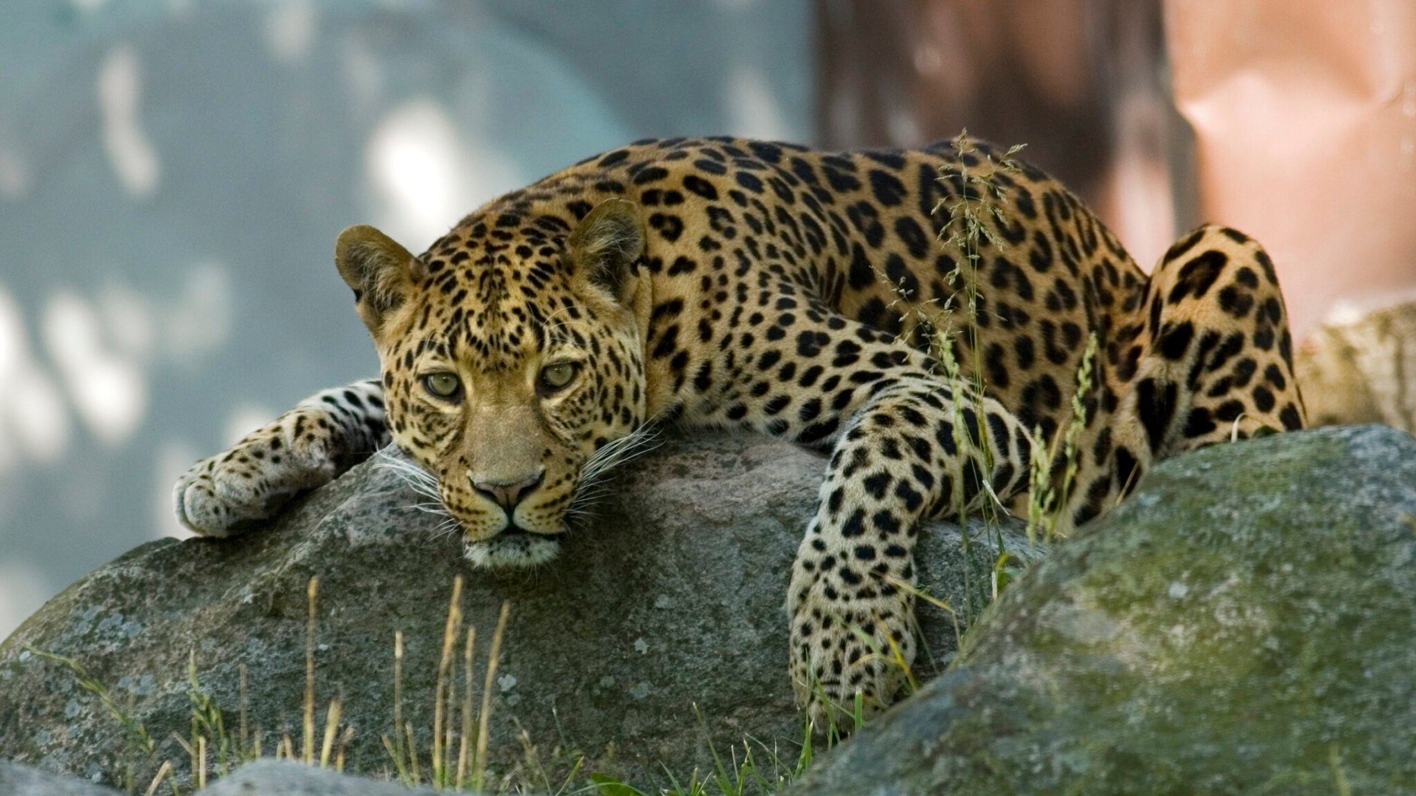 13 Animals on the Brink of Extinction