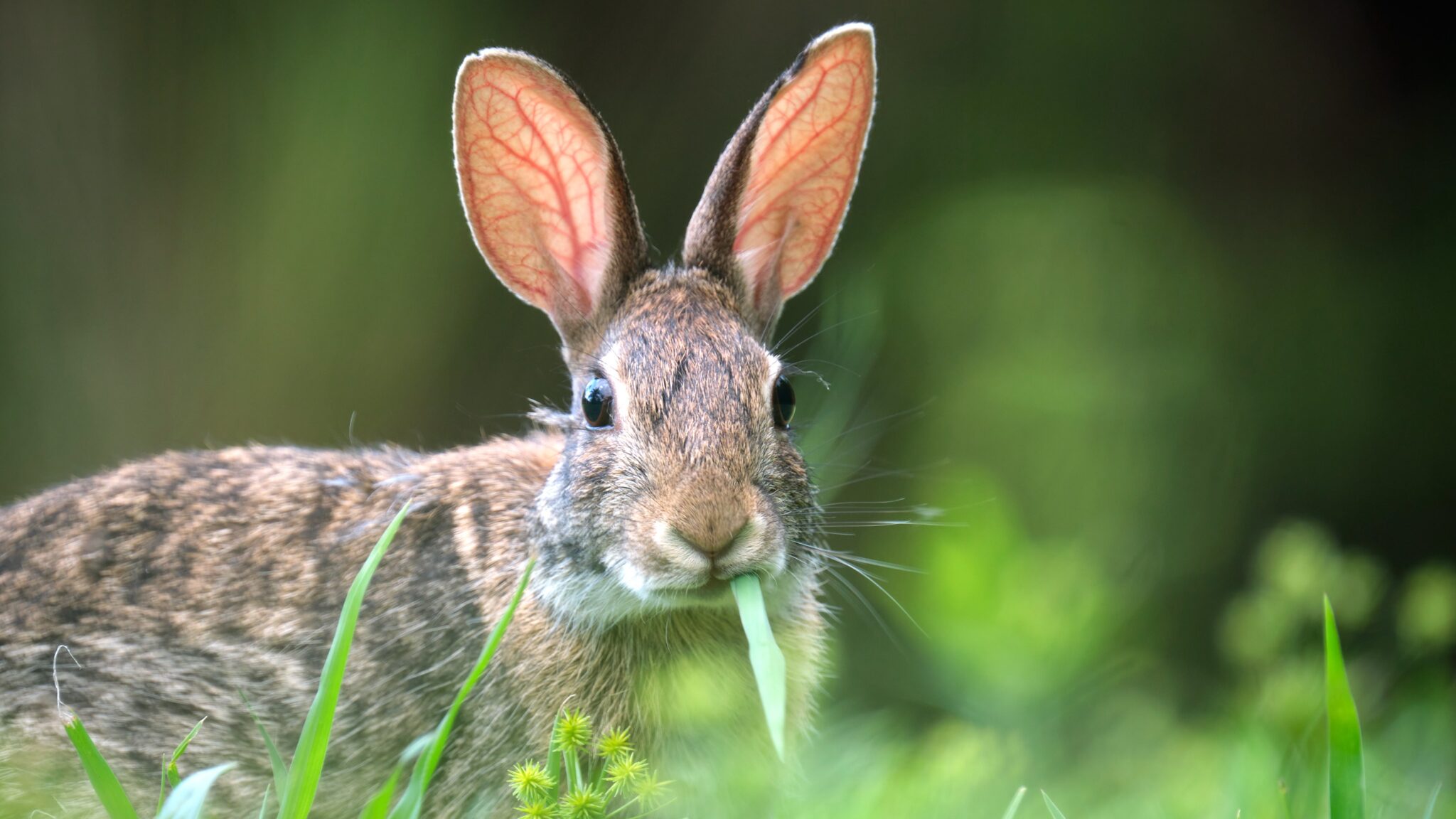 12 Animals That Bring Good Luck